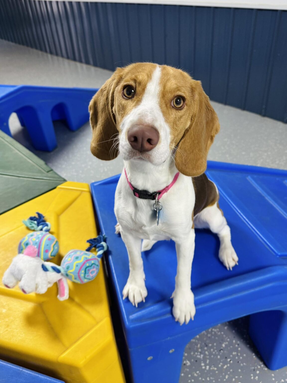 Home | Zorbal Kennel